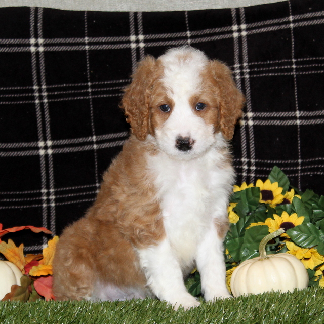 Puppies