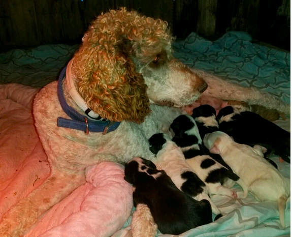 Maggie – Crow Woods Homestead