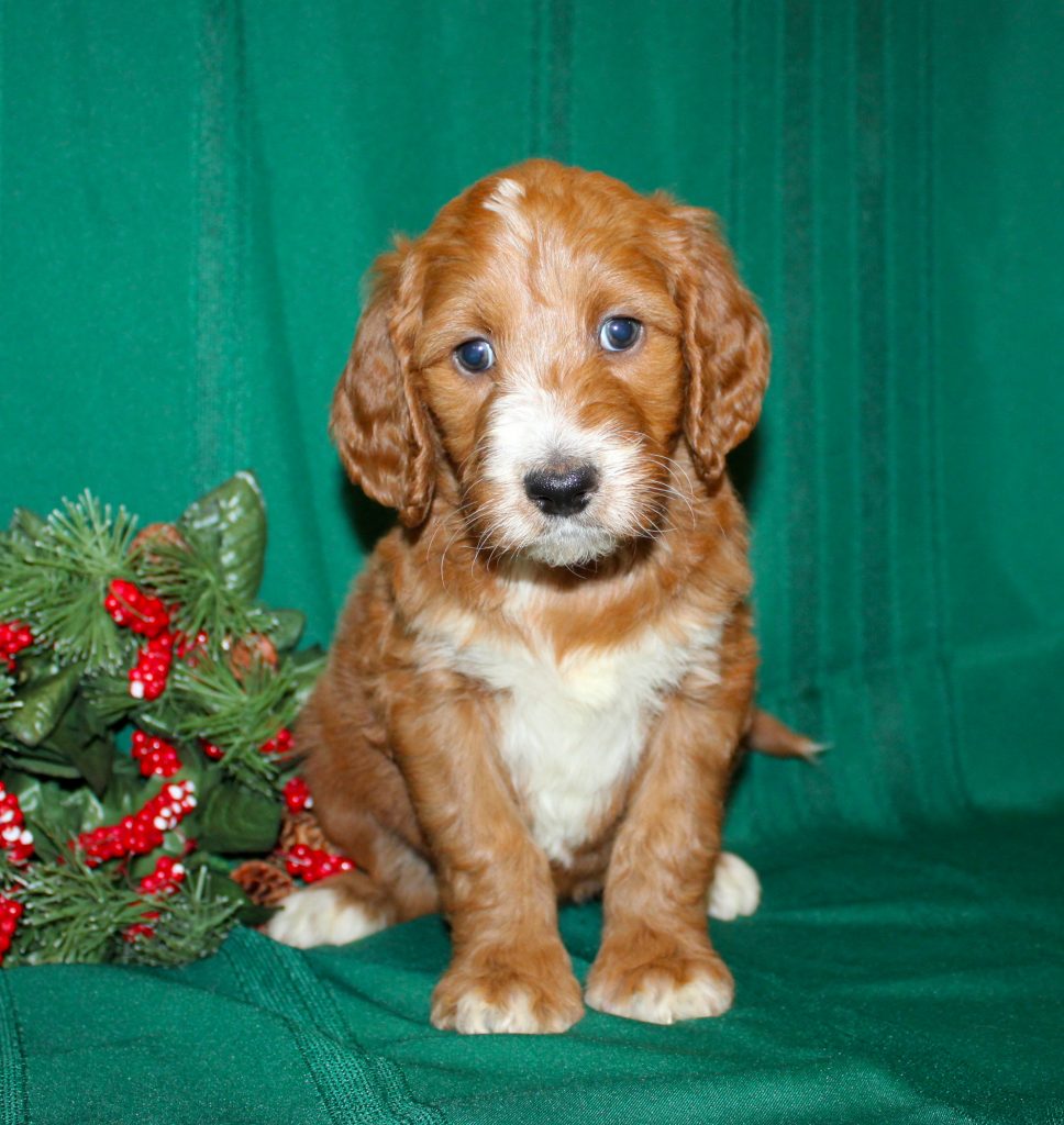 Adopted Puppies – Crow Woods Homestead