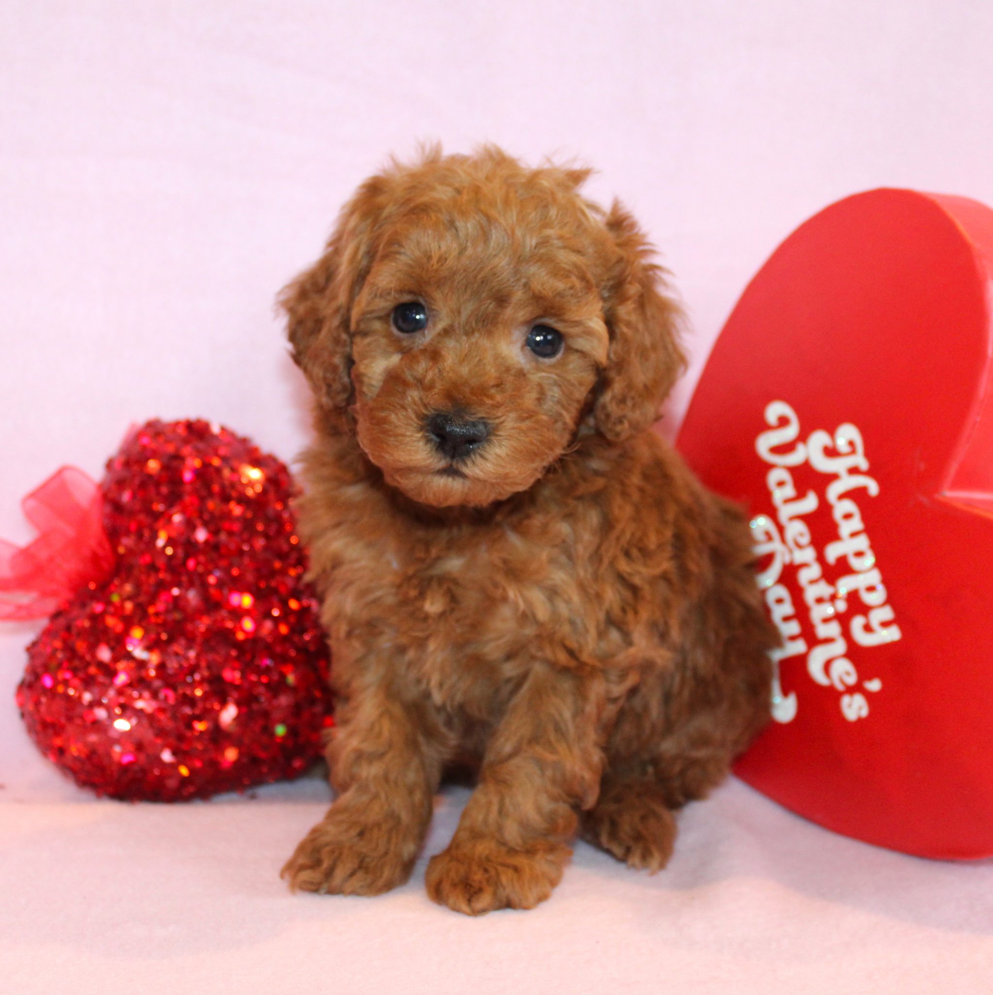 Adopted Puppies – Crow Woods Homestead