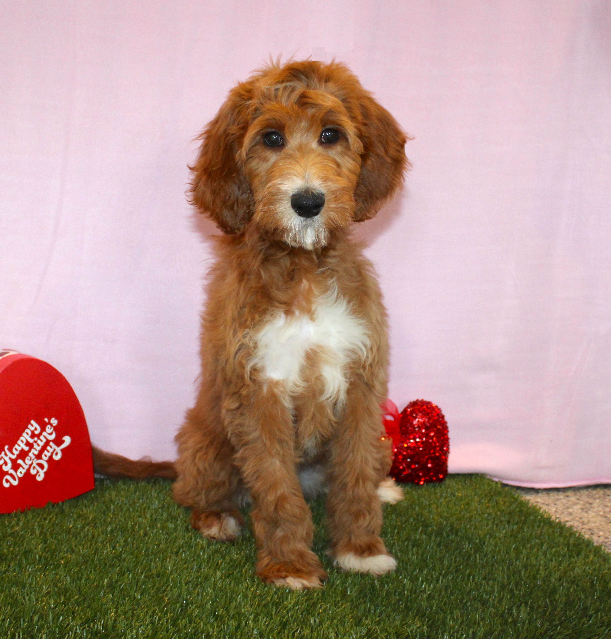 Adopted Puppies – Crow Woods Homestead