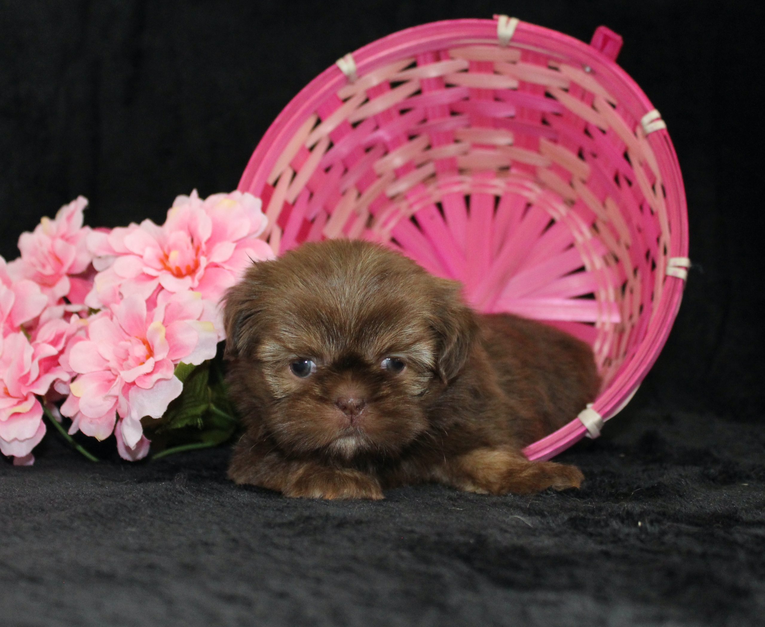 Future Puppy – Crow Woods Homestead