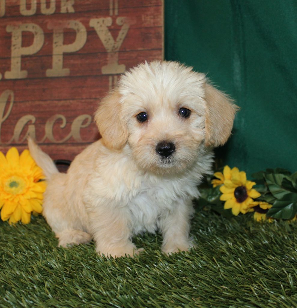 Puppies