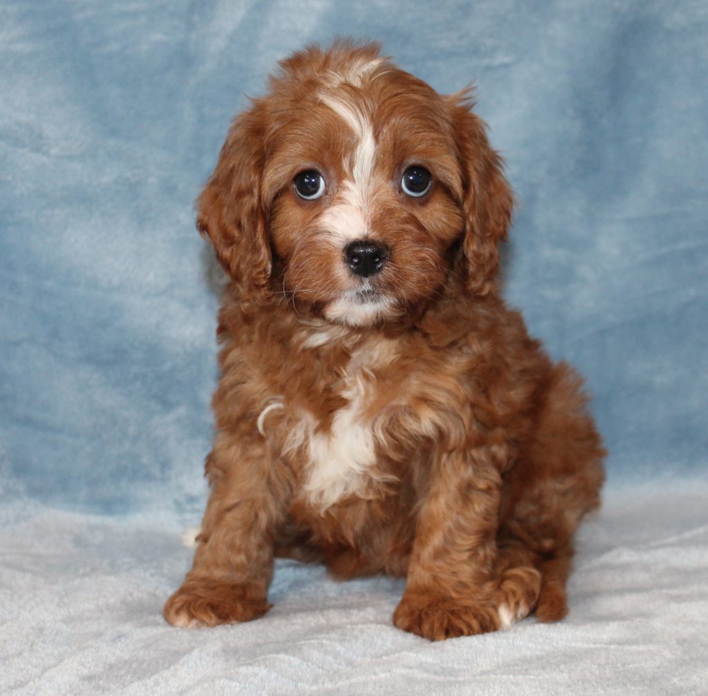 Cavapoo – Crow Woods Homestead