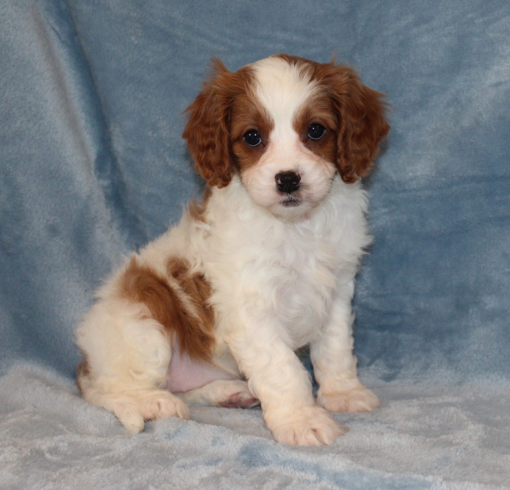 Cavapoo – Crow Woods Homestead