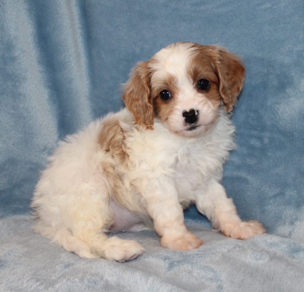 Cavapoo – Crow Woods Homestead