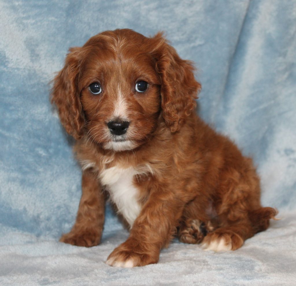 Cavapoo – Crow Woods Homestead