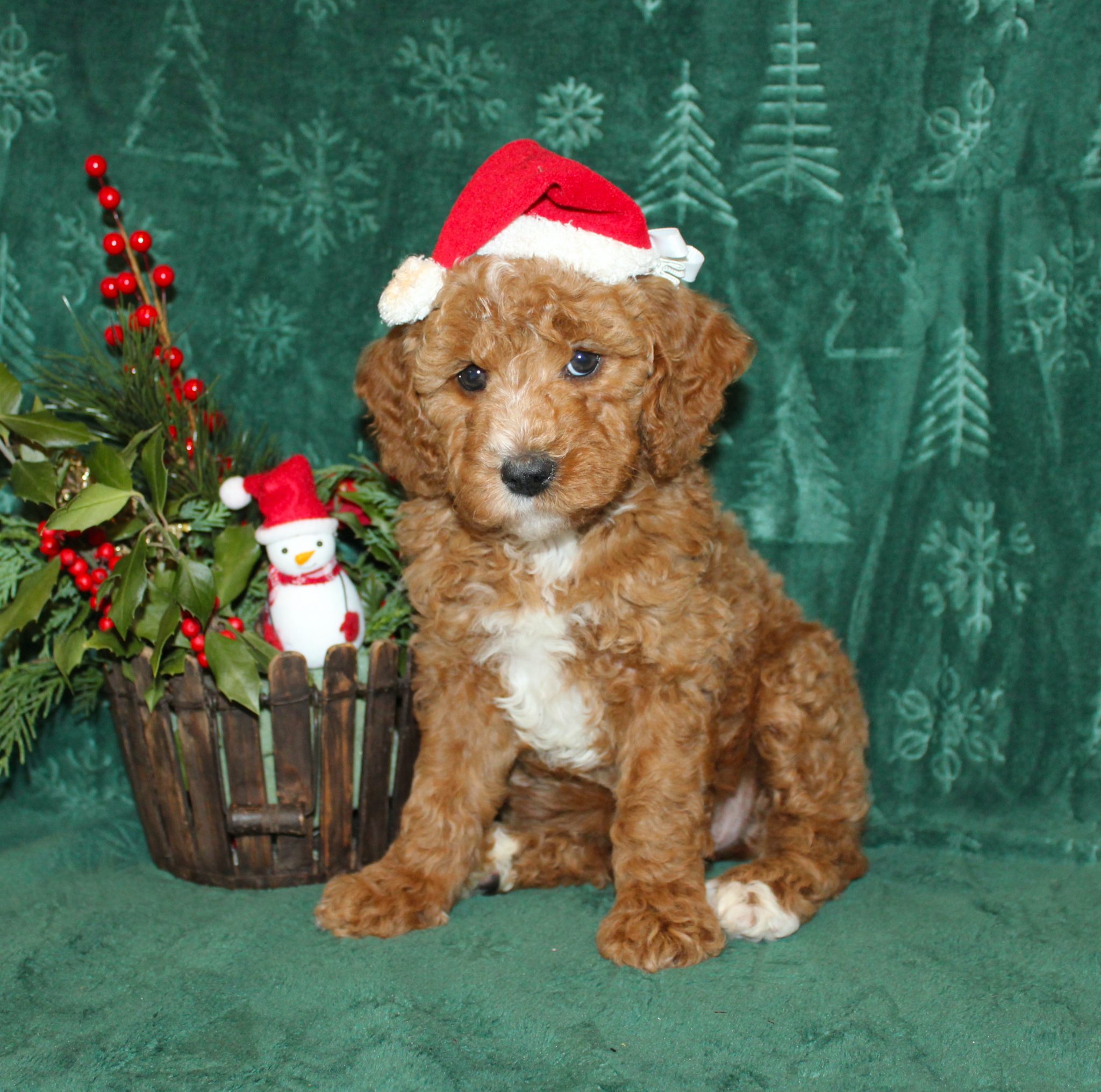 Puppies – Crow Woods Homestead