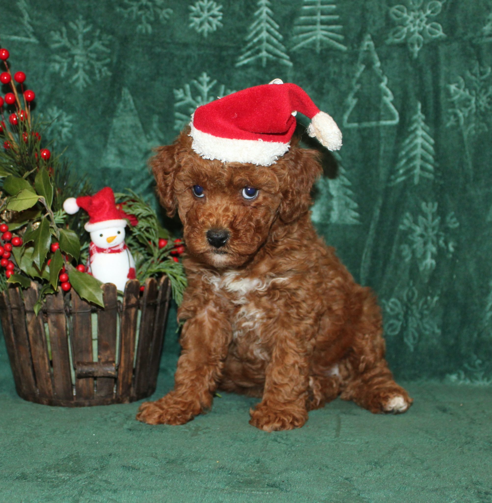 Puppies – Crow Woods Homestead