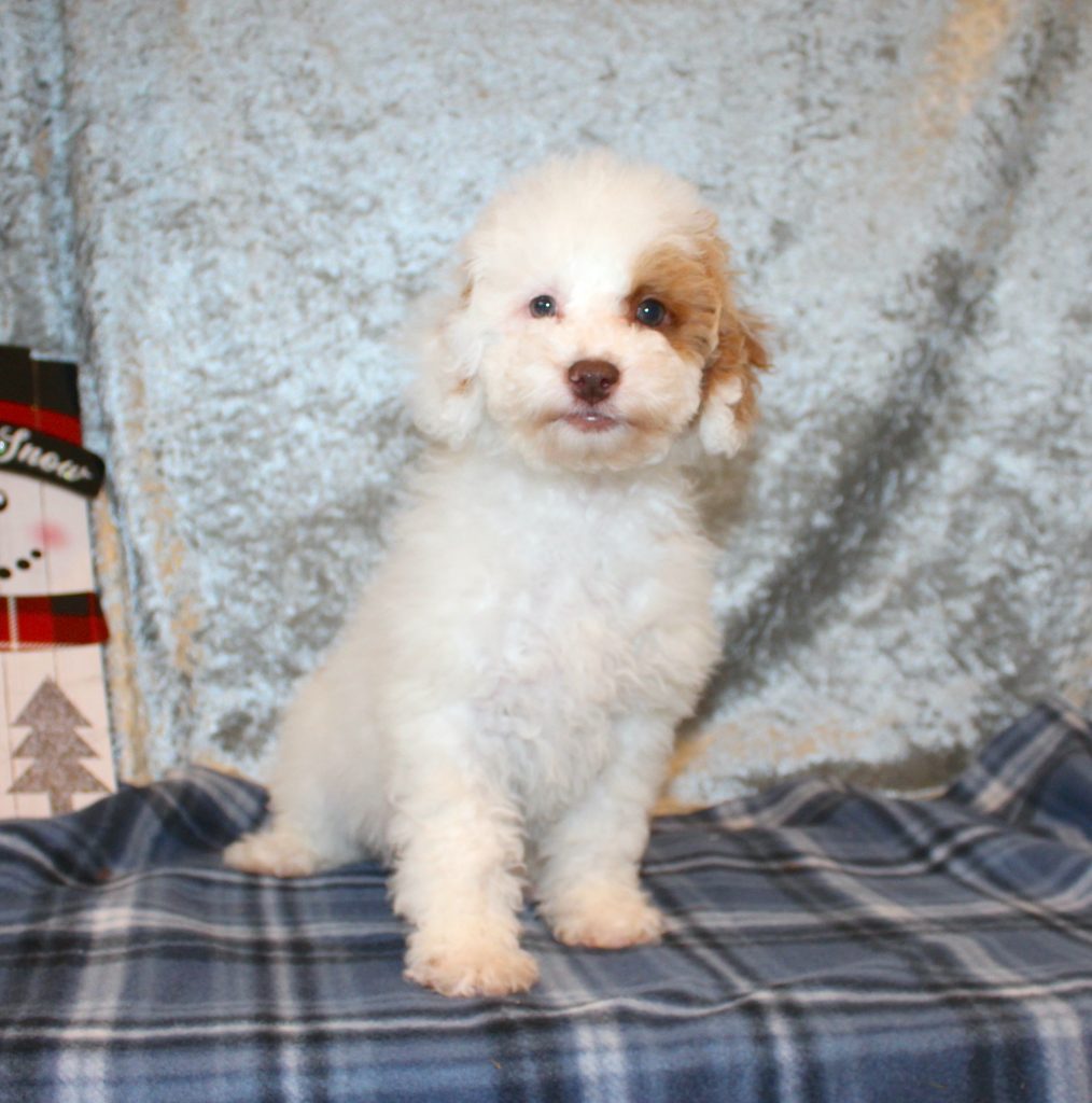 Puppies – Crow Woods Homestead