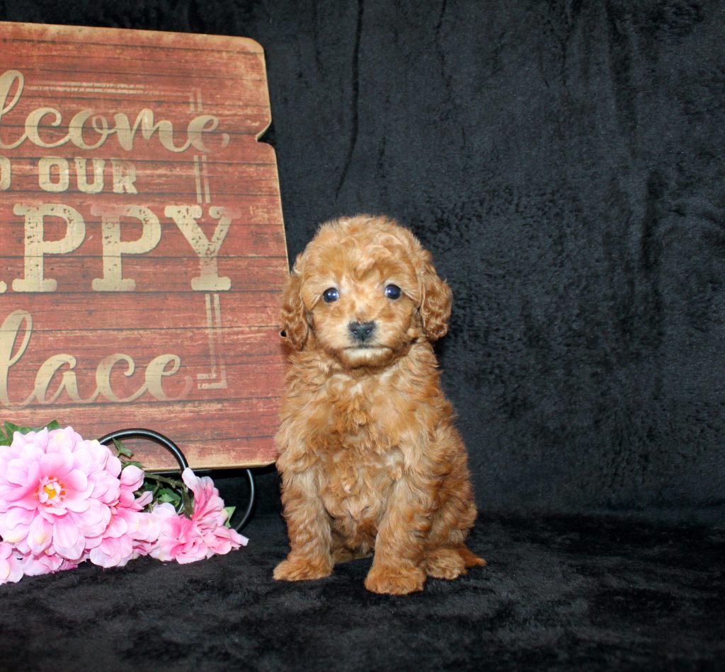 Puppies – Crow Woods Homestead