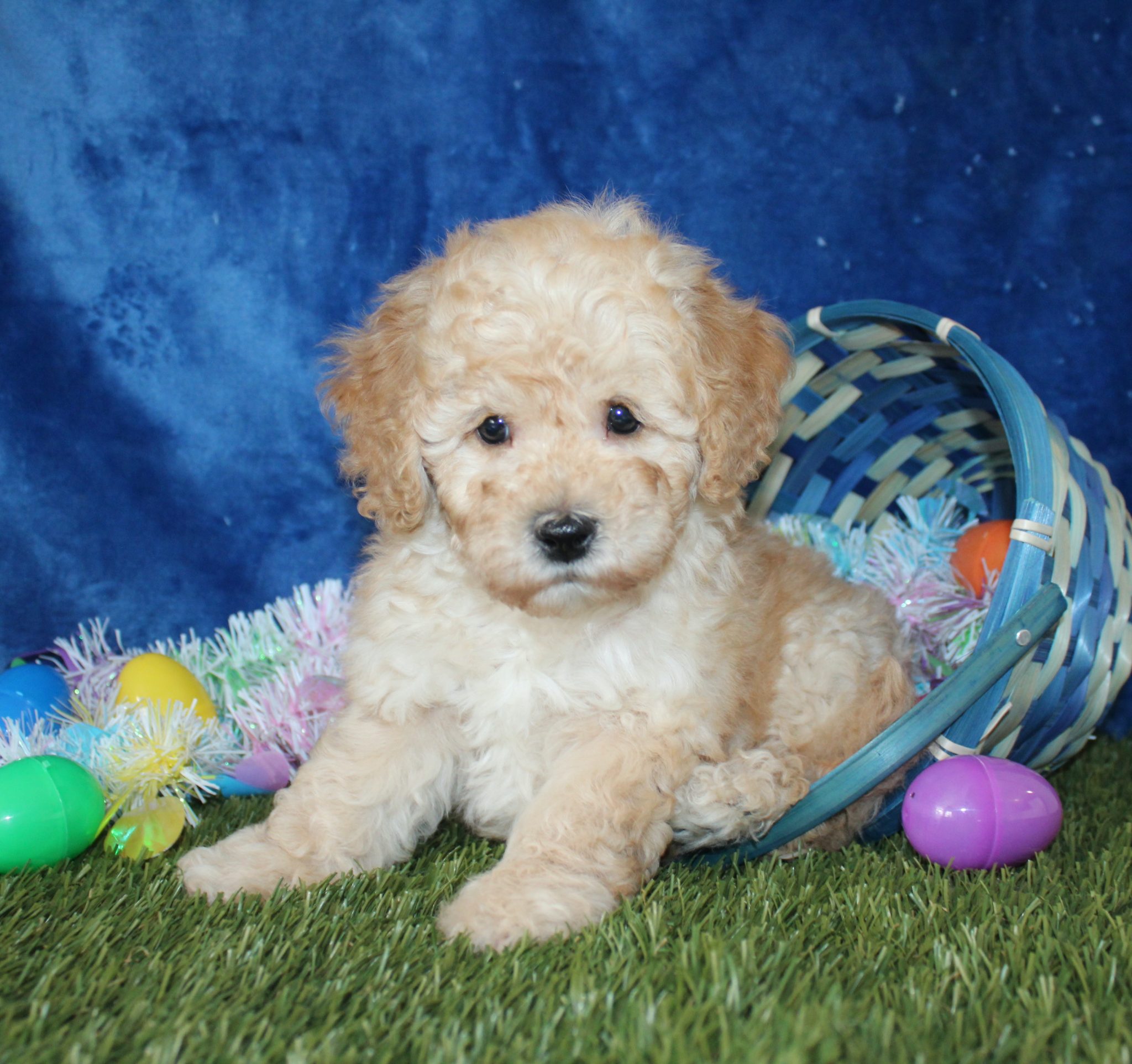 Puppies – Crow Woods Homestead