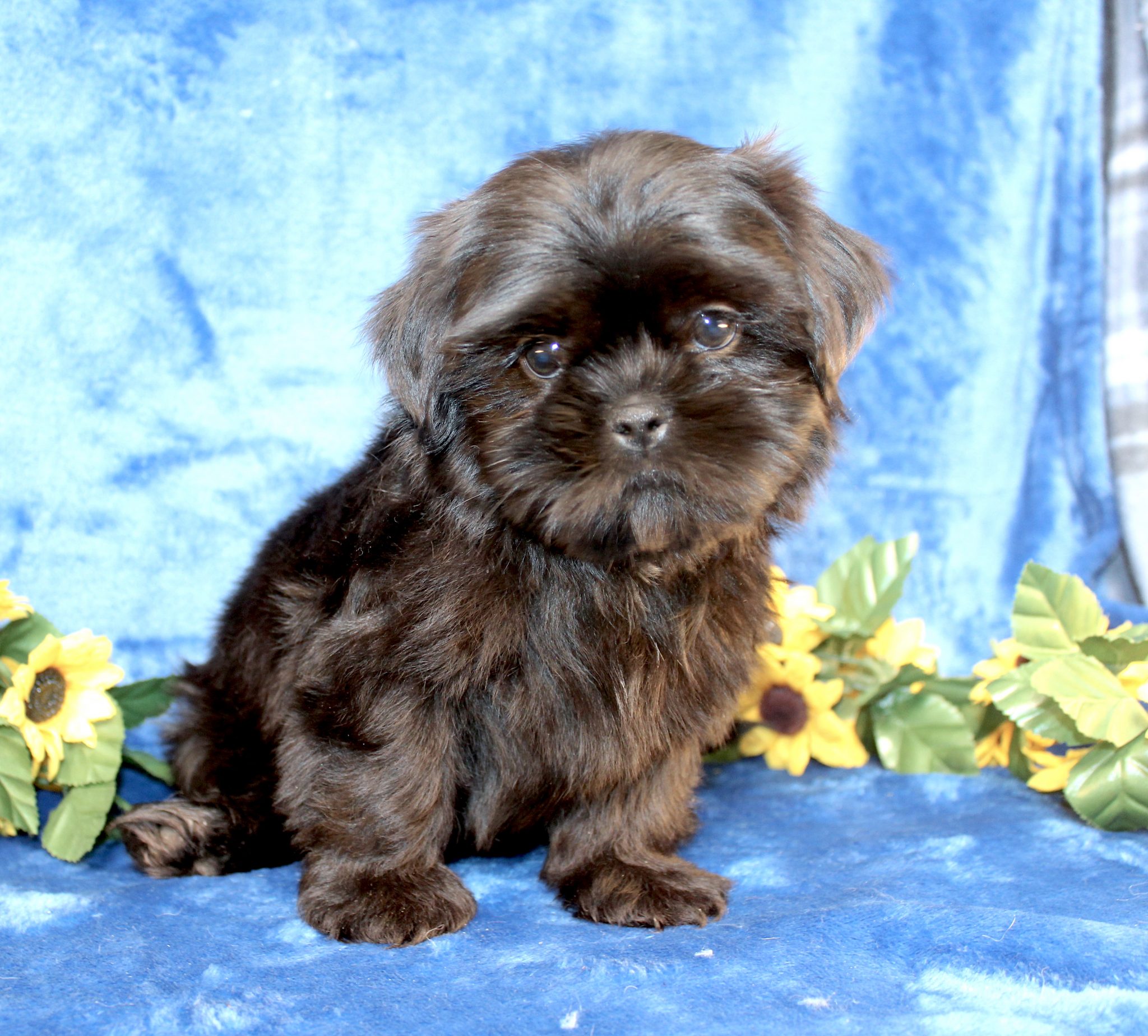 Puppies – Crow Woods Homestead