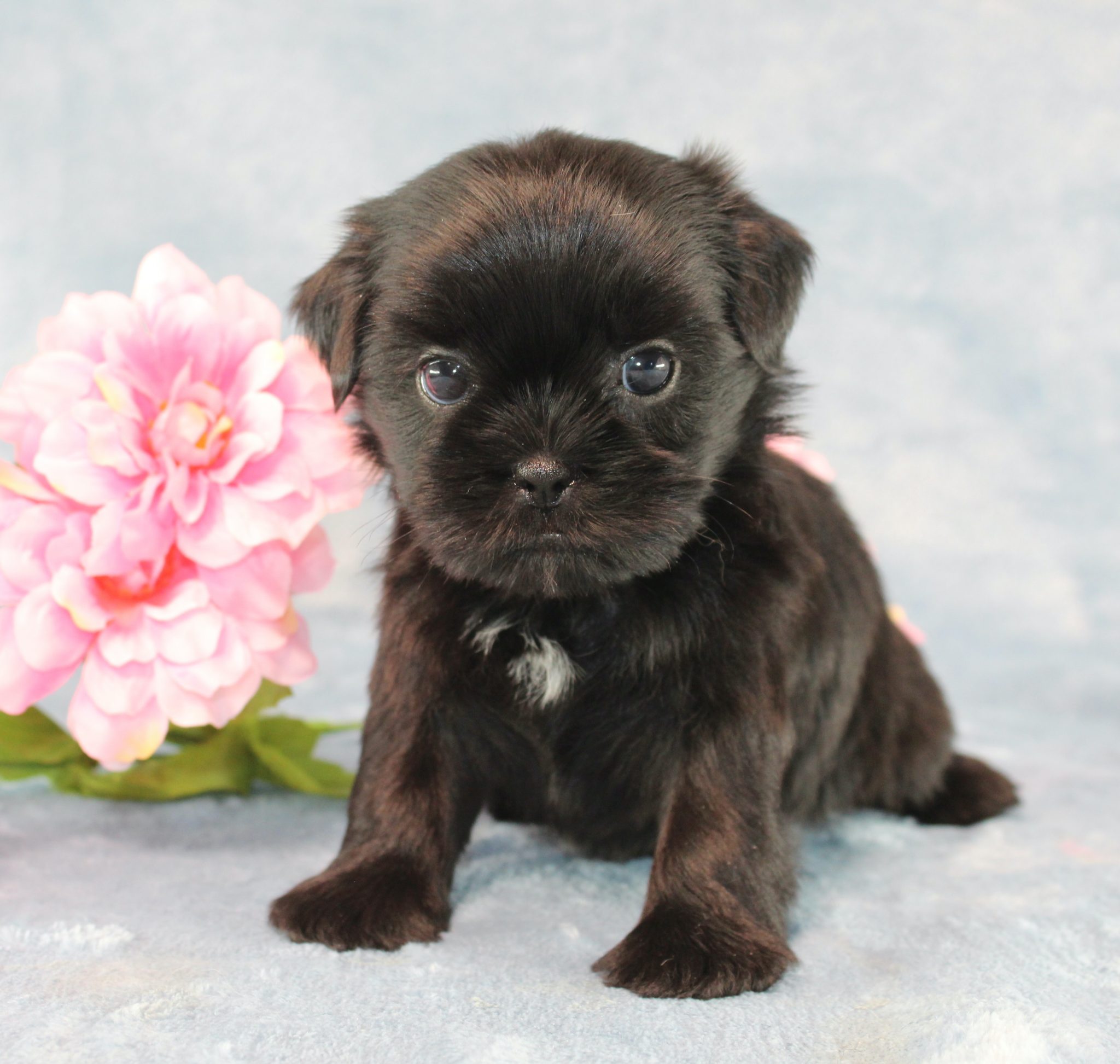 Puppies – Crow Woods Homestead