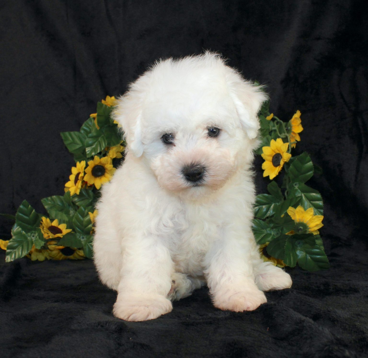 Puppies – Crow Woods Homestead