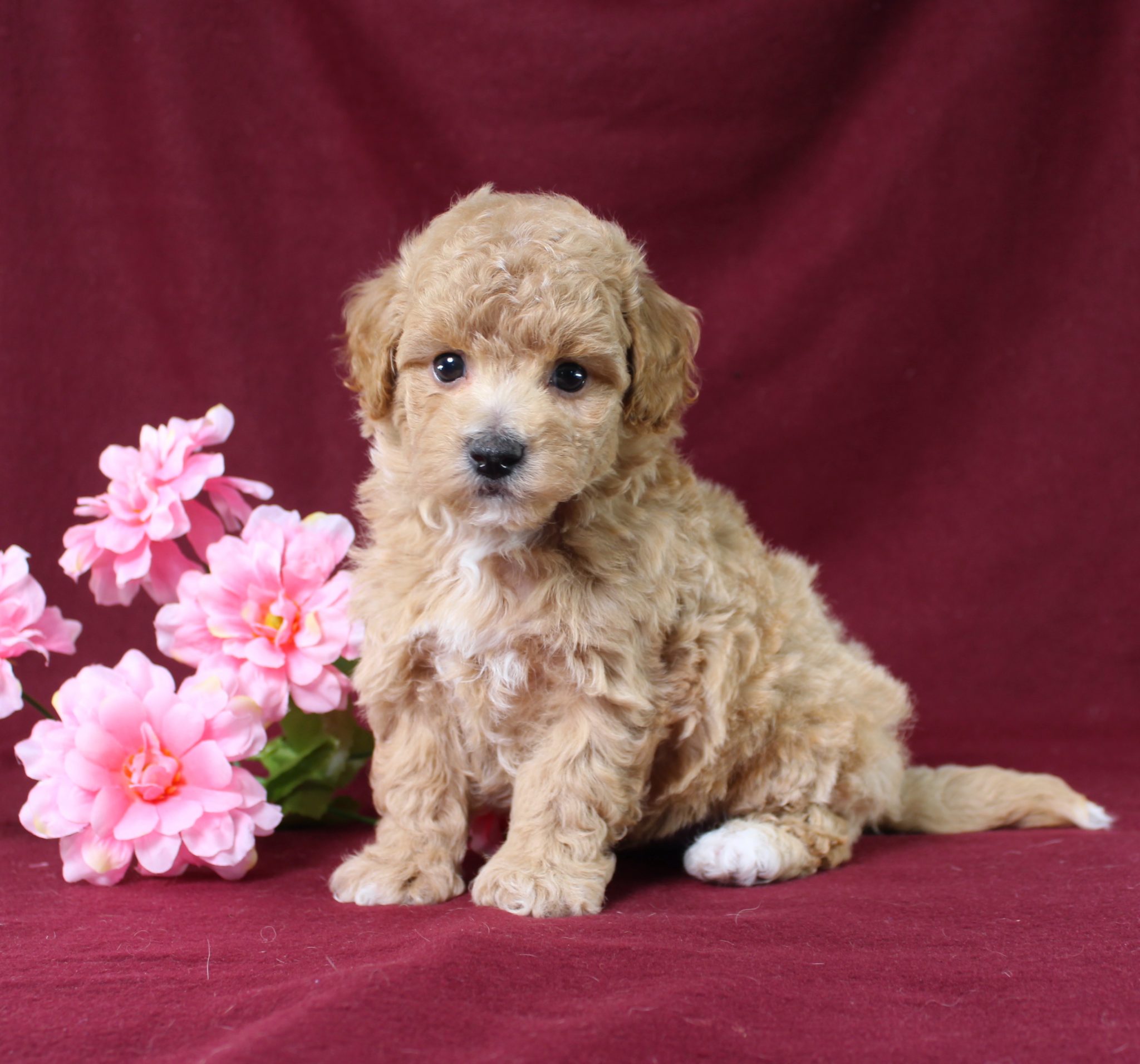 Puppies – Crow Woods Homestead