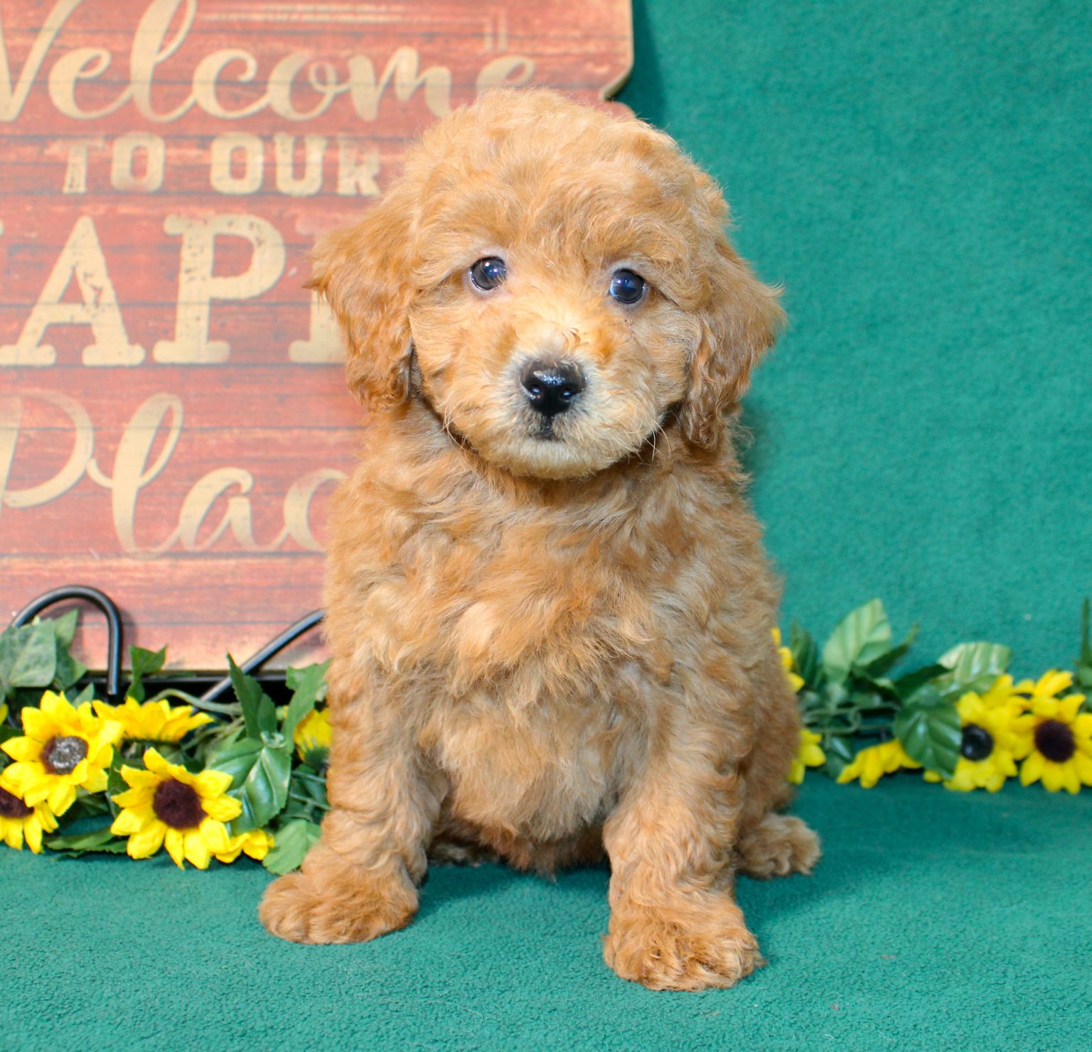 Puppies – Crow Woods Homestead