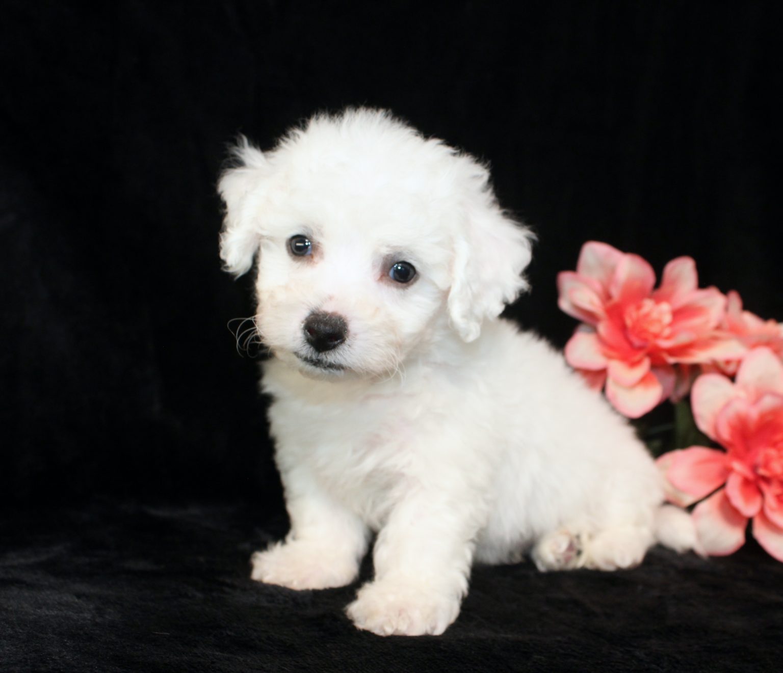 Puppies – Crow Woods Homestead