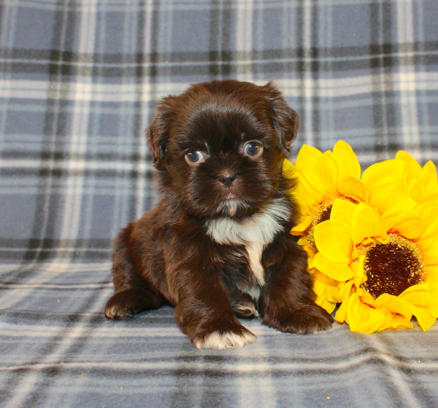 Puppies – Crow Woods Homestead