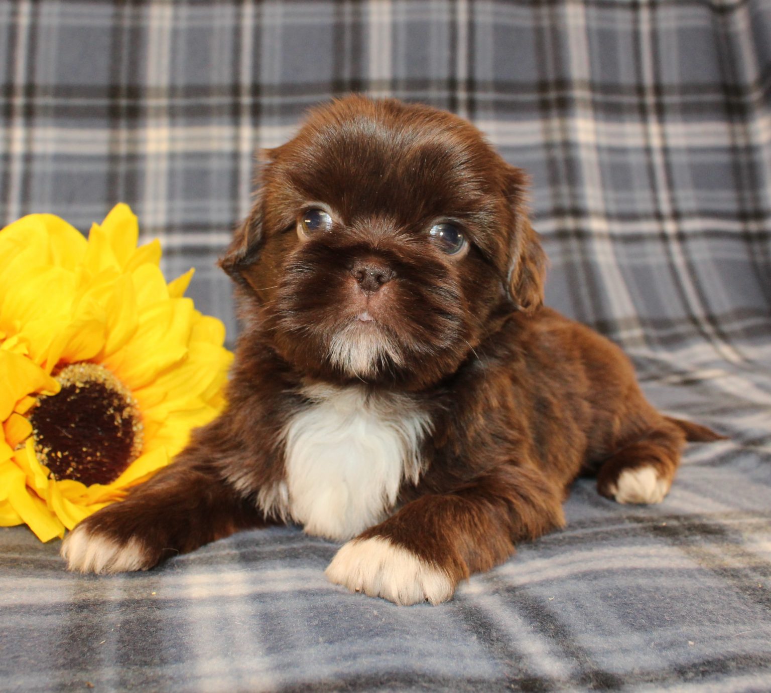 Puppies – Crow Woods Homestead