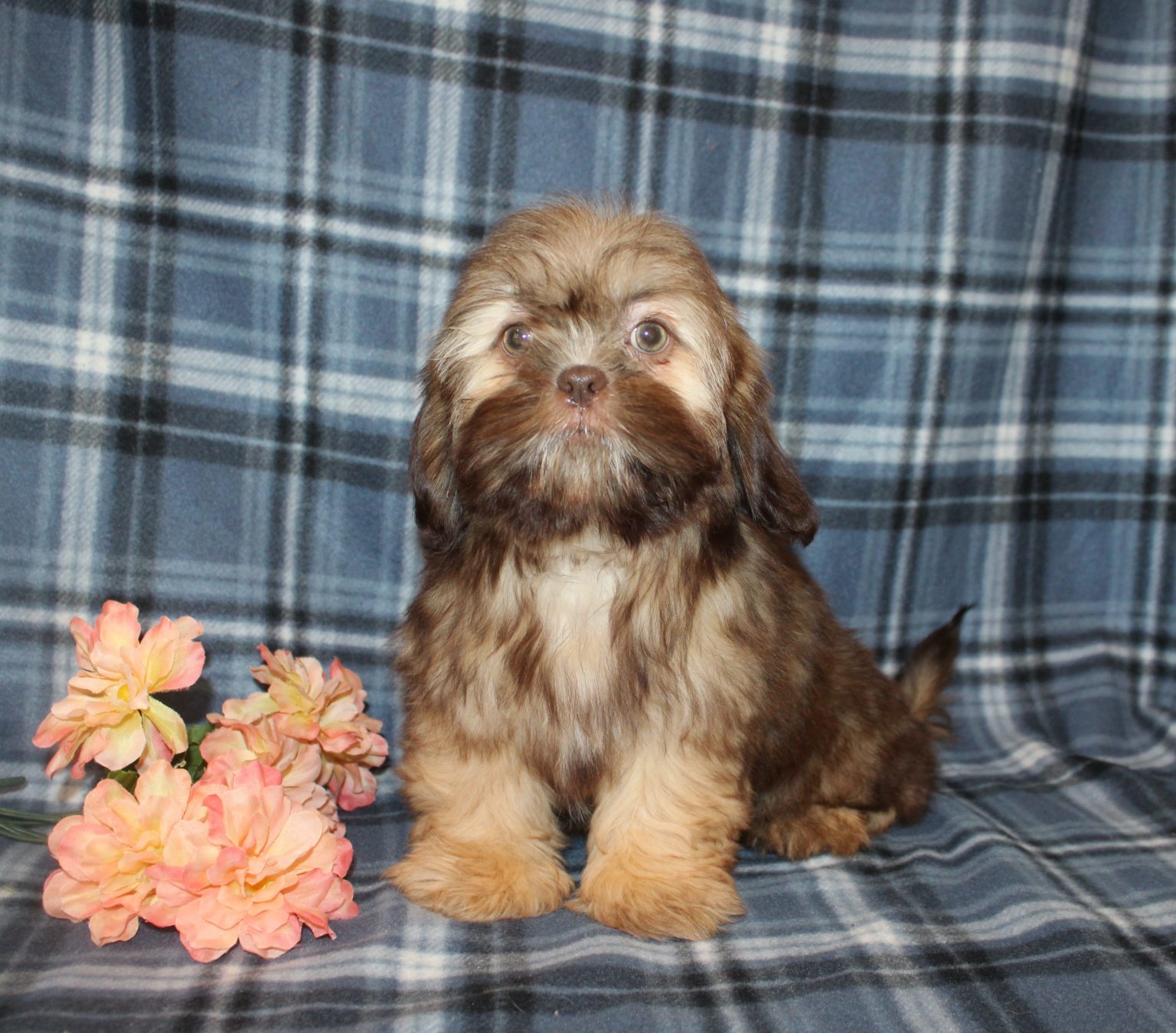 Puppies – Crow Woods Homestead