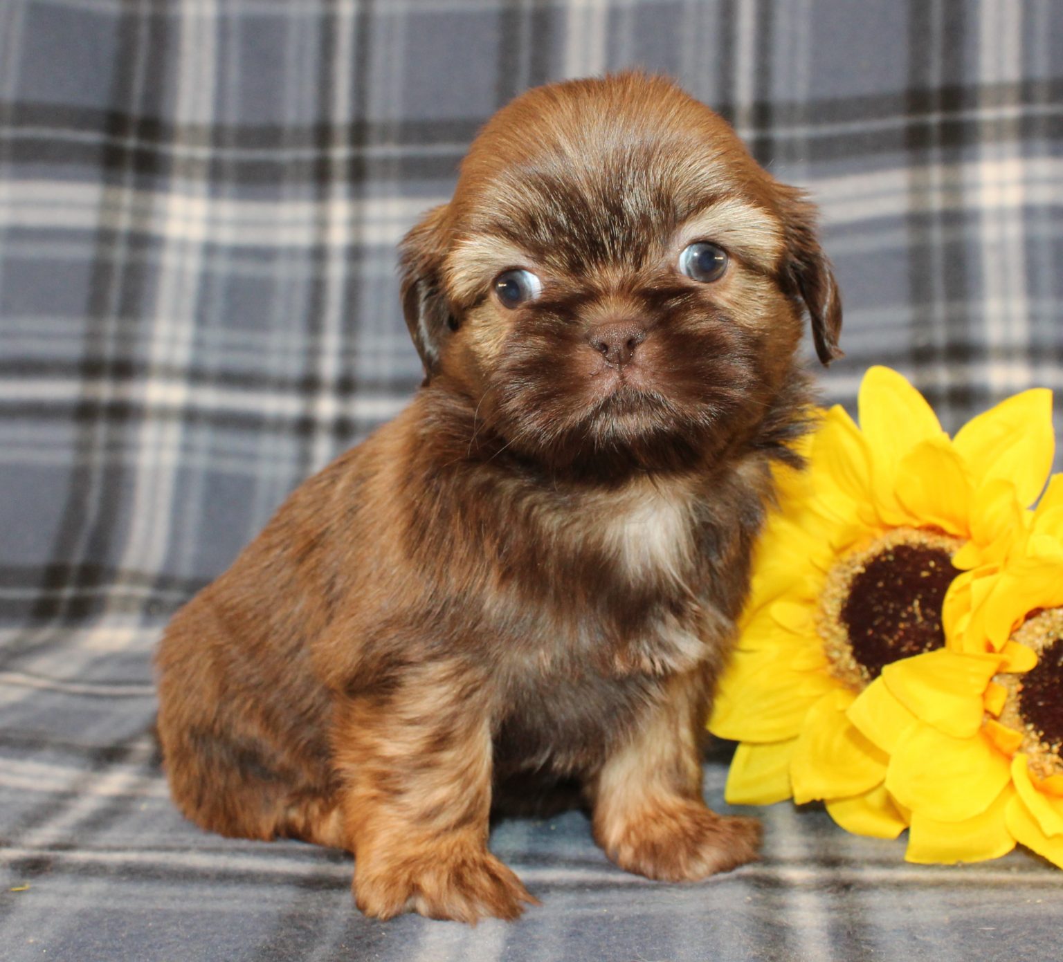 Puppies – Crow Woods Homestead
