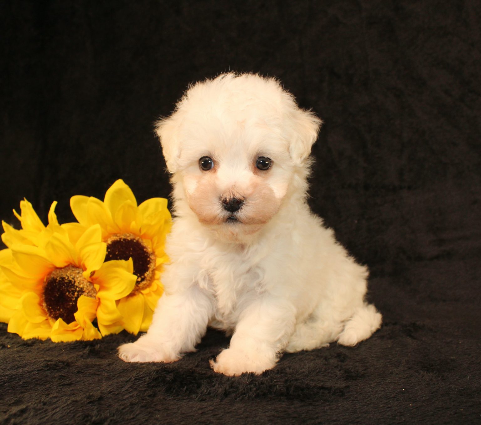 Puppies – Crow Woods Homestead