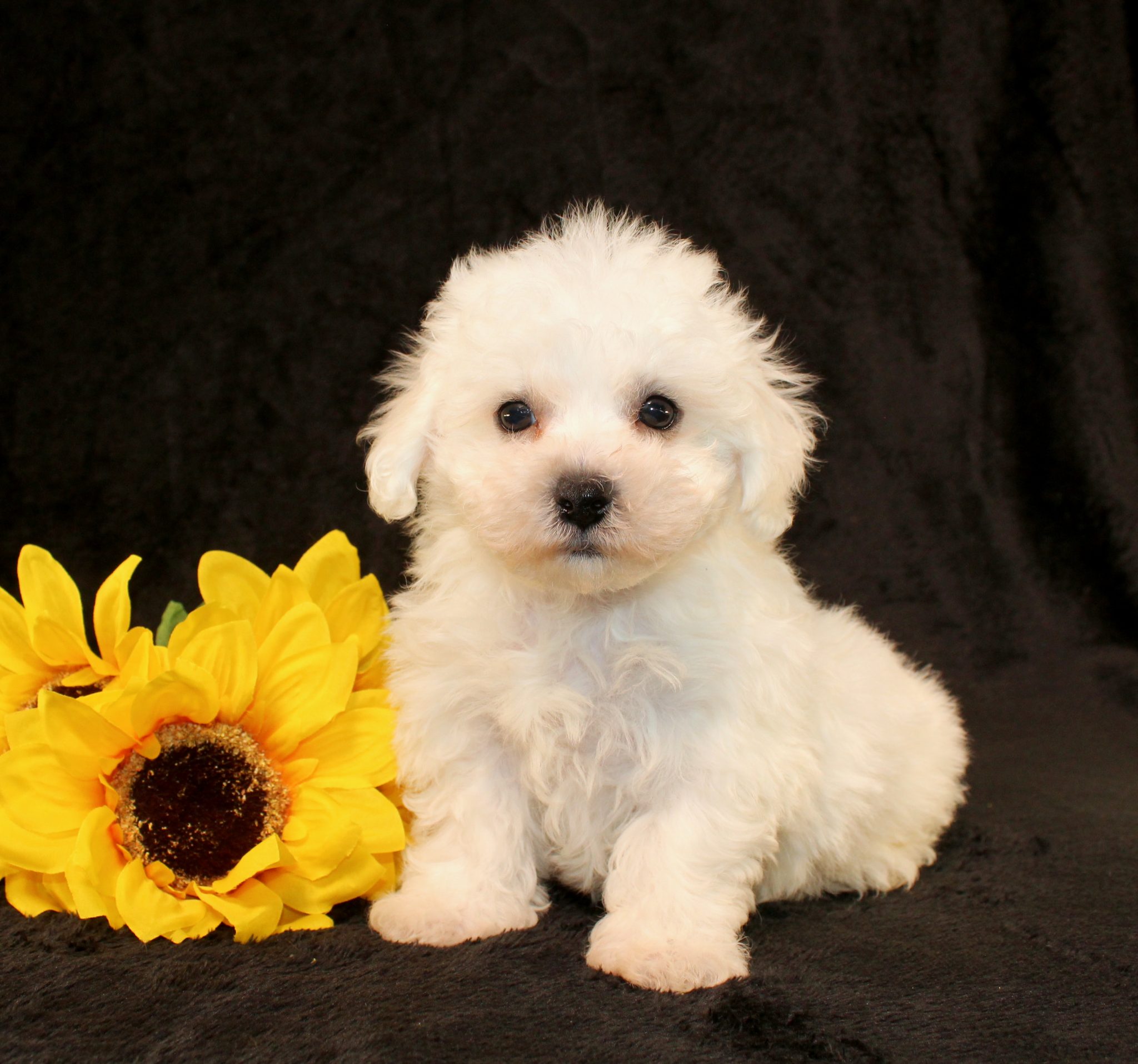 Puppies – Crow Woods Homestead