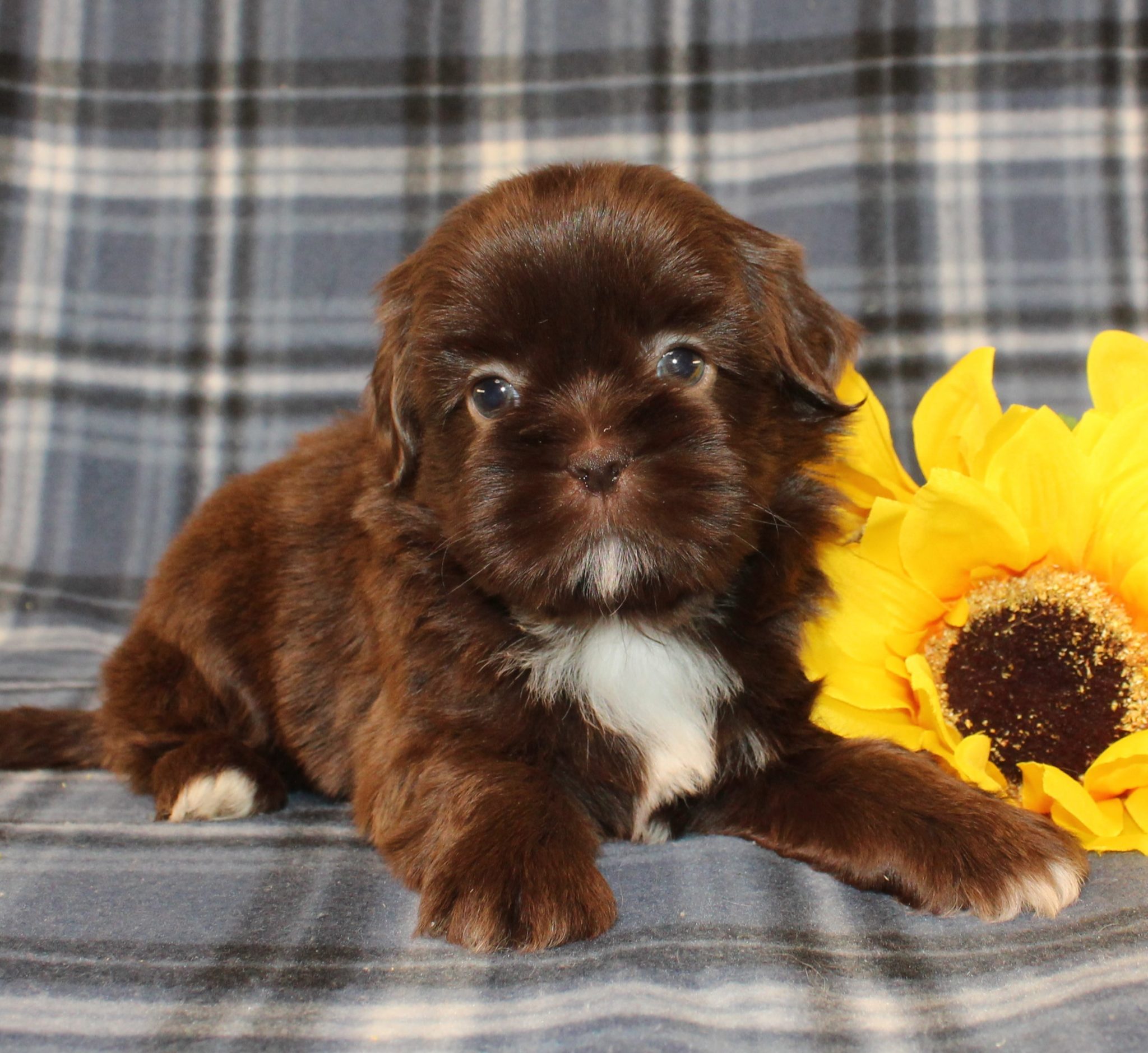 Puppies – Crow Woods Homestead