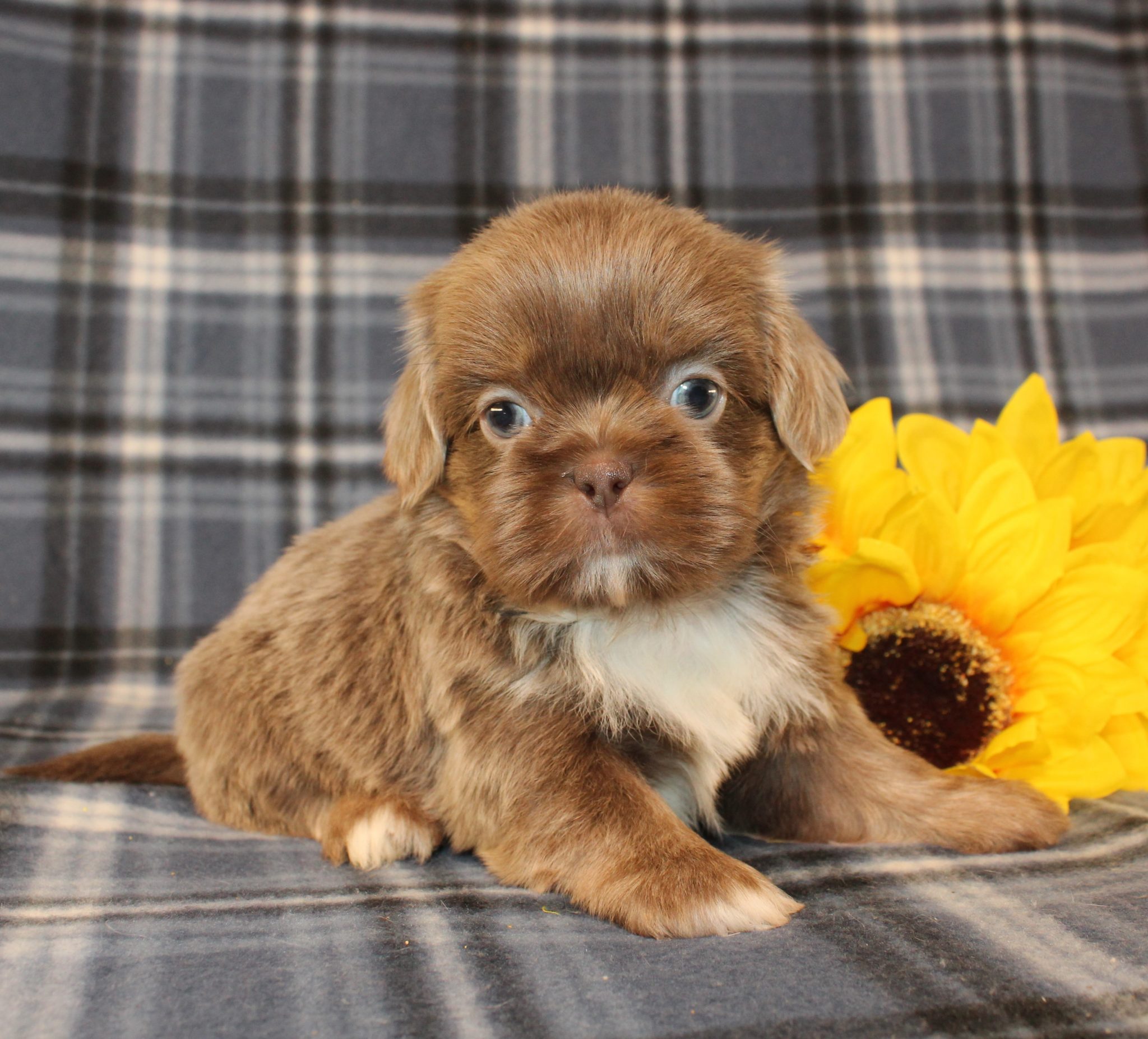 Puppies – Crow Woods Homestead