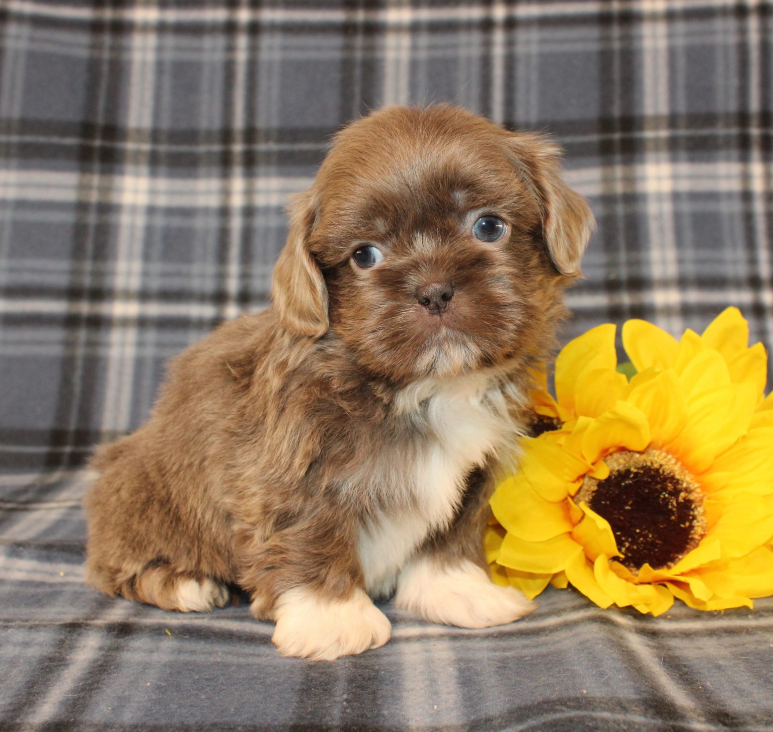 Puppies – Crow Woods Homestead