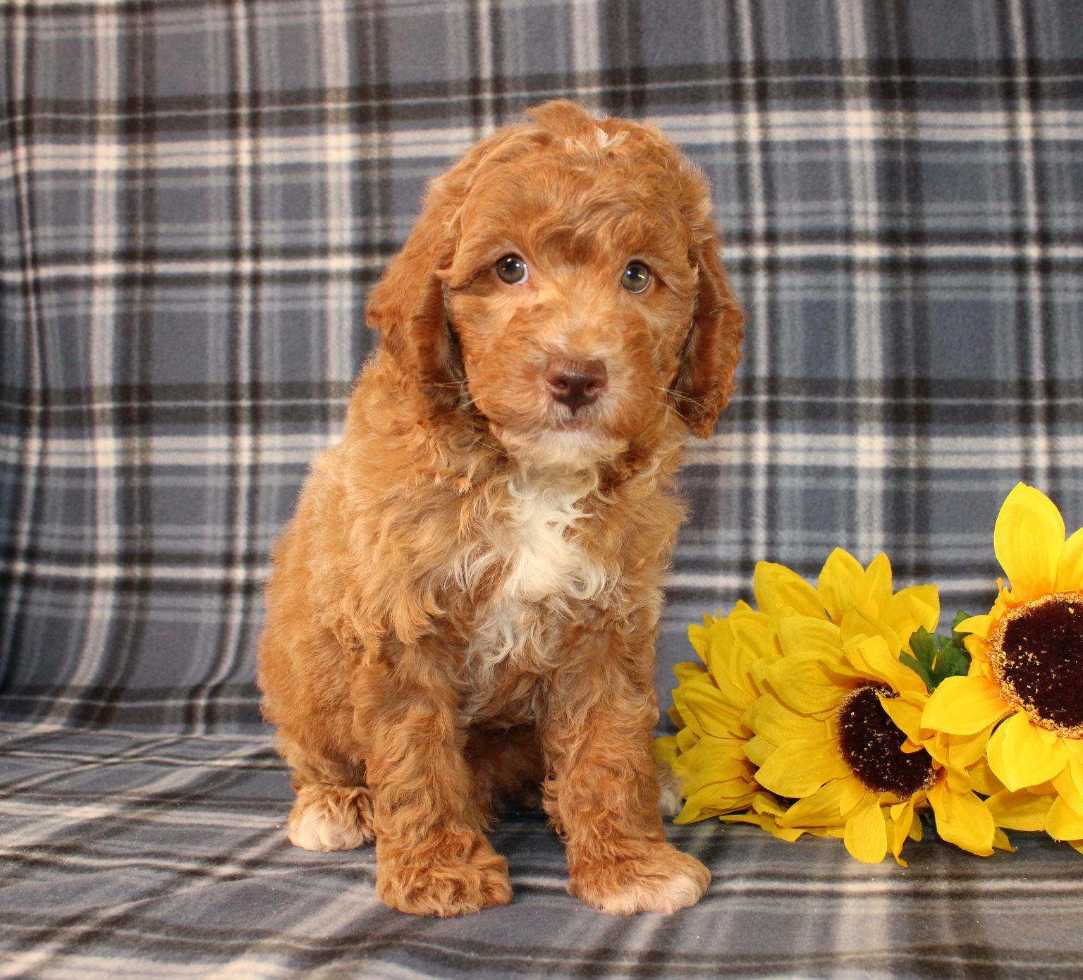 Puppies – Crow Woods Homestead