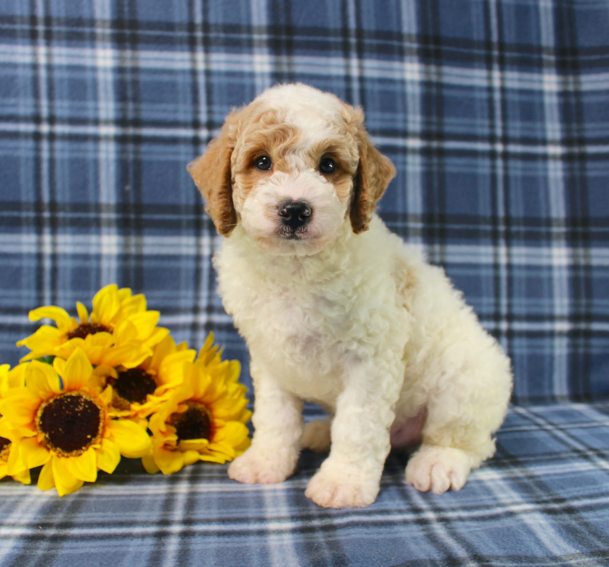 Puppies – Crow Woods Homestead
