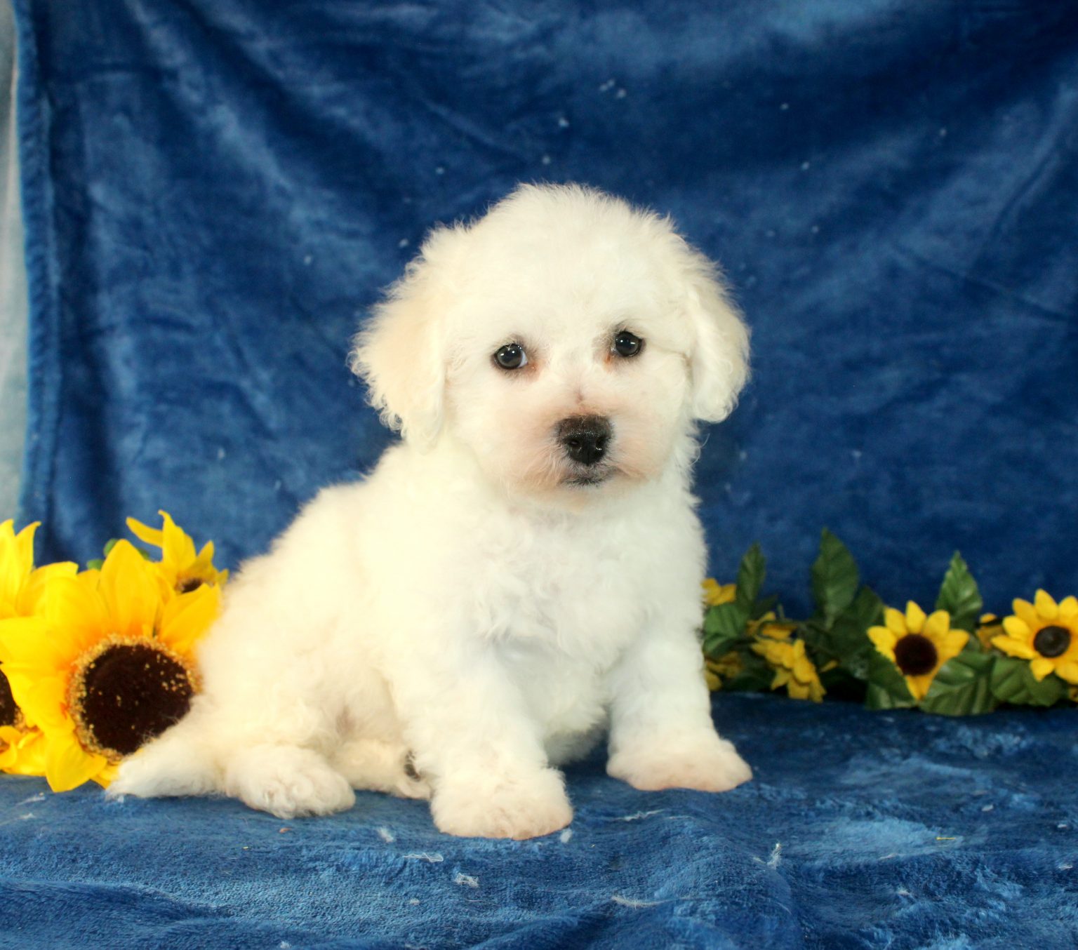 Puppies – Crow Woods Homestead