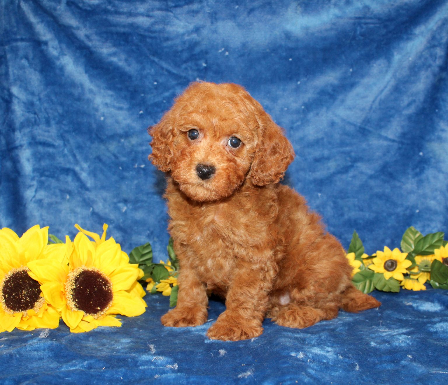 Puppies – Crow Woods Homestead