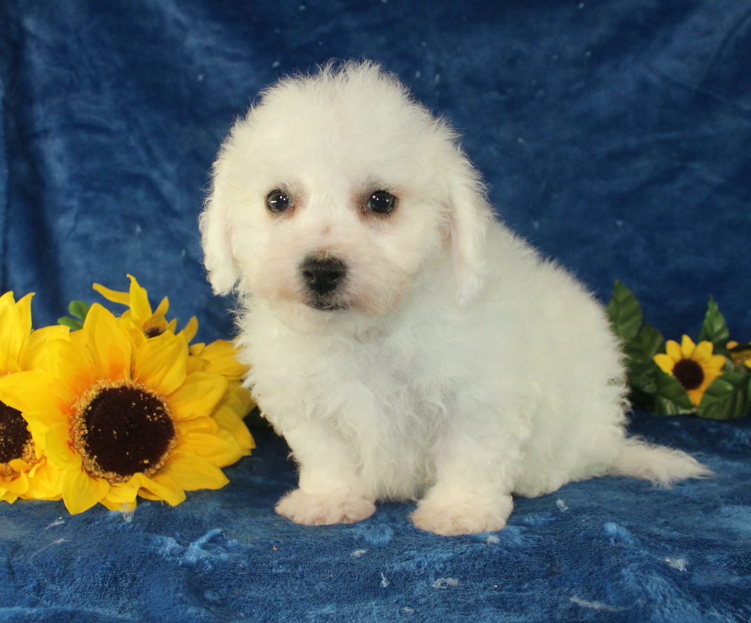 Puppies – Crow Woods Homestead