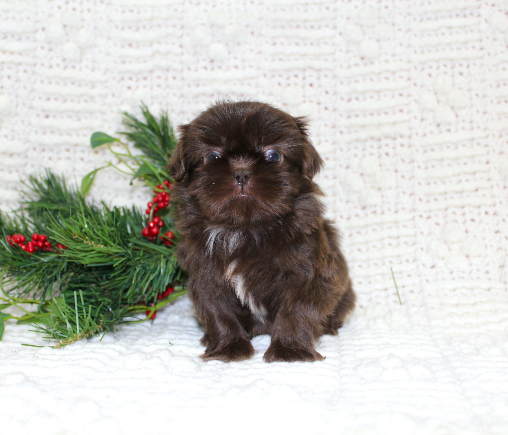 Puppies – Crow Woods Homestead