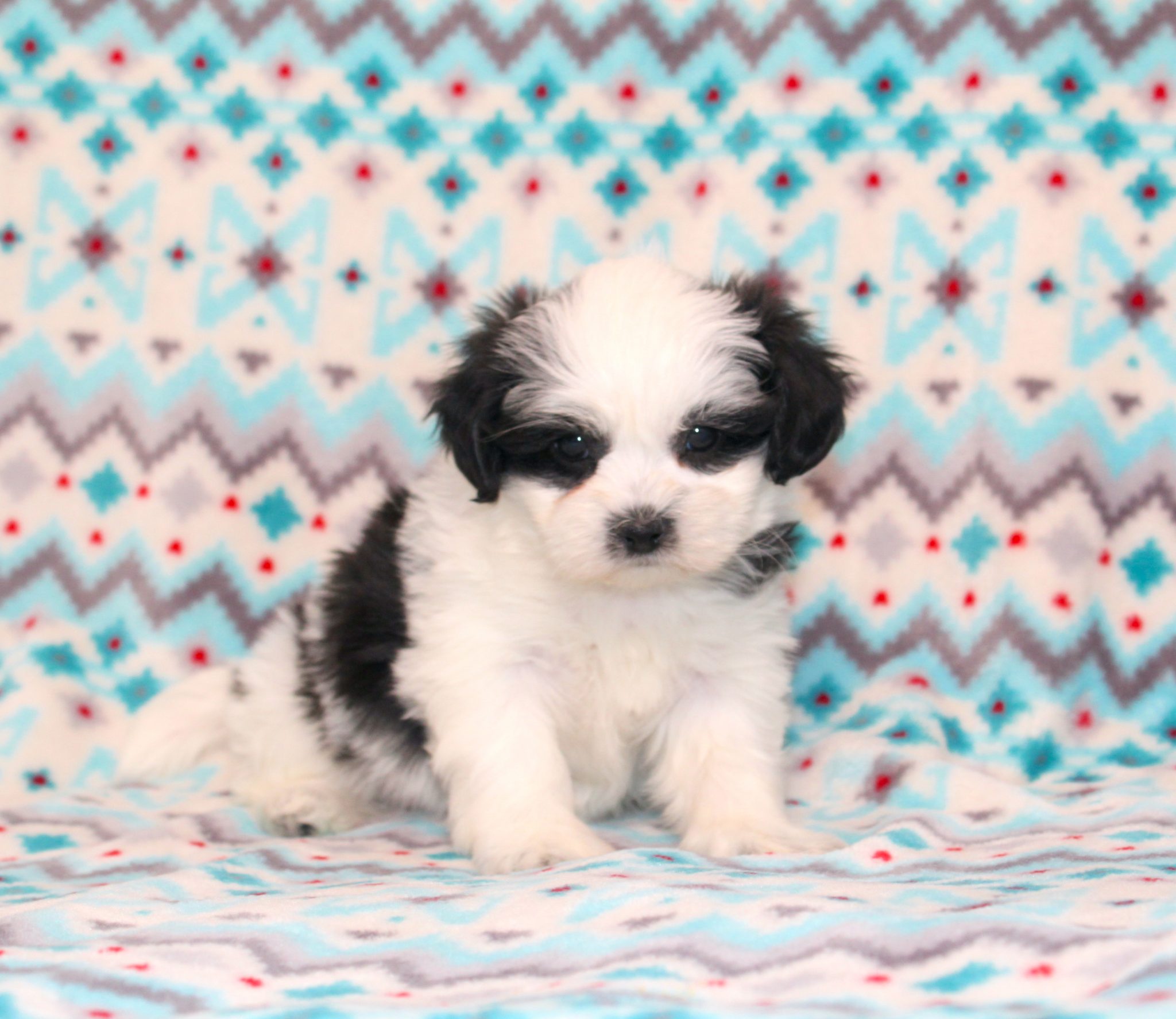 AKC Shih Tzu Puppies for Sale in PA – Crow Woods Homestead