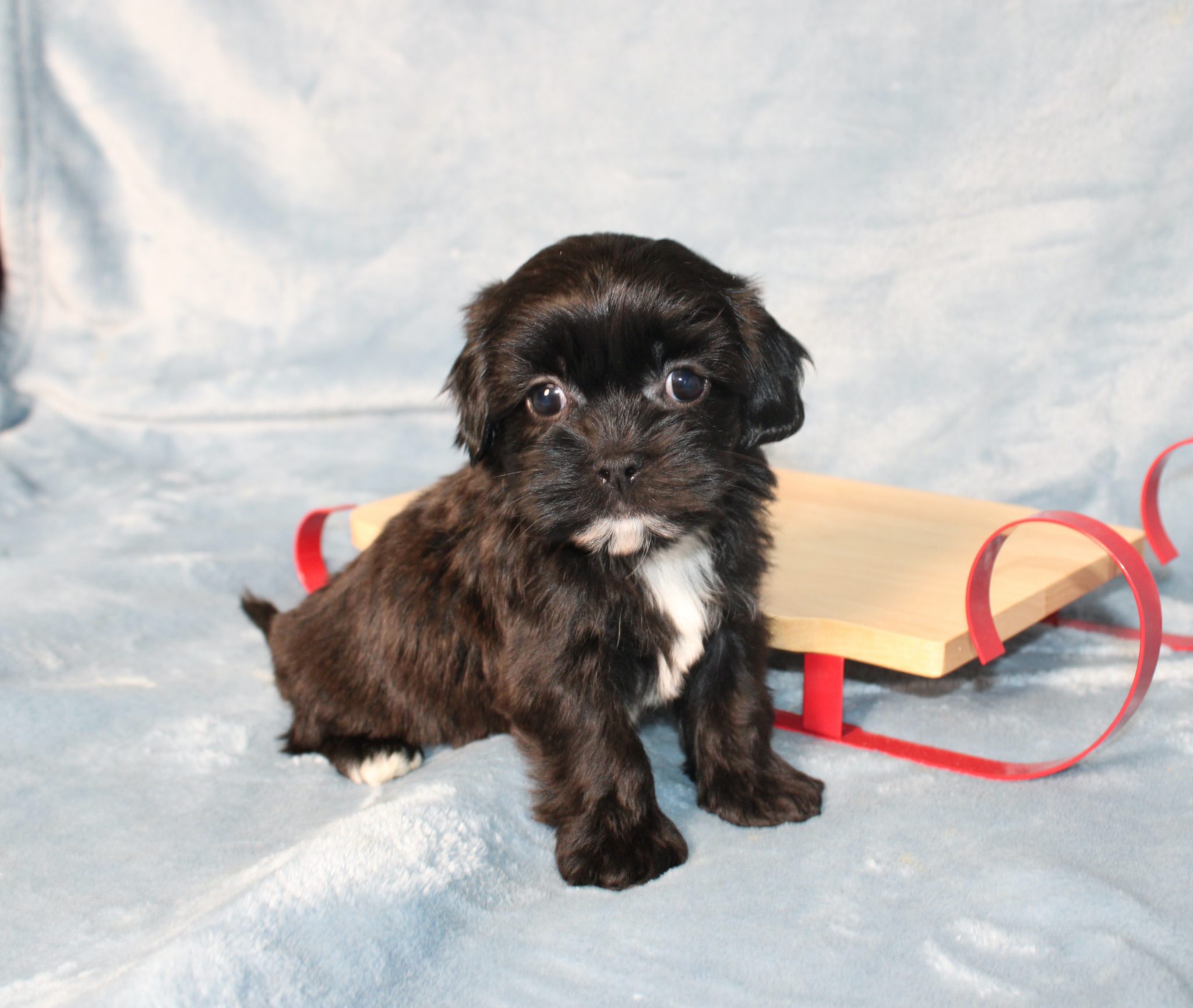 Puppies – Crow Woods Homestead