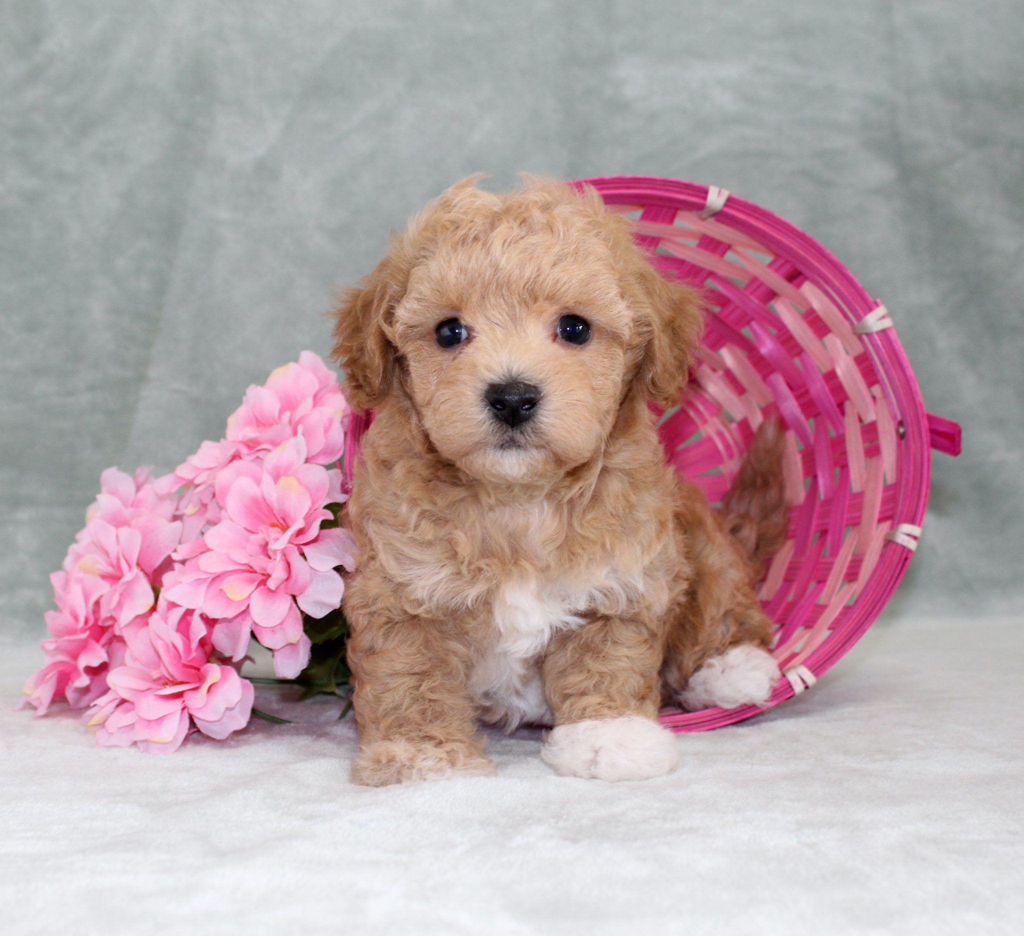 Puppies – Crow Woods Homestead