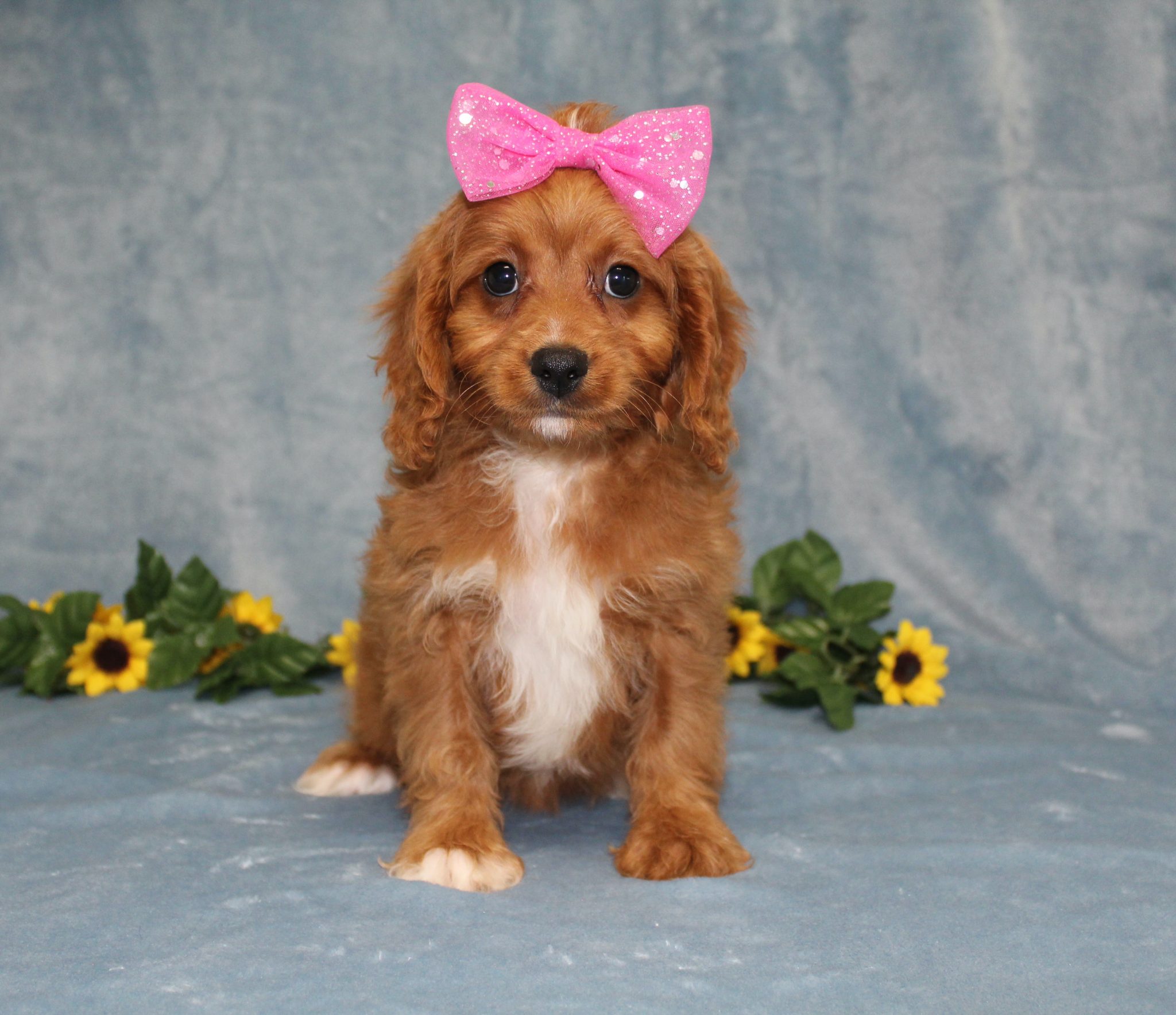 Puppies – Crow Woods Homestead