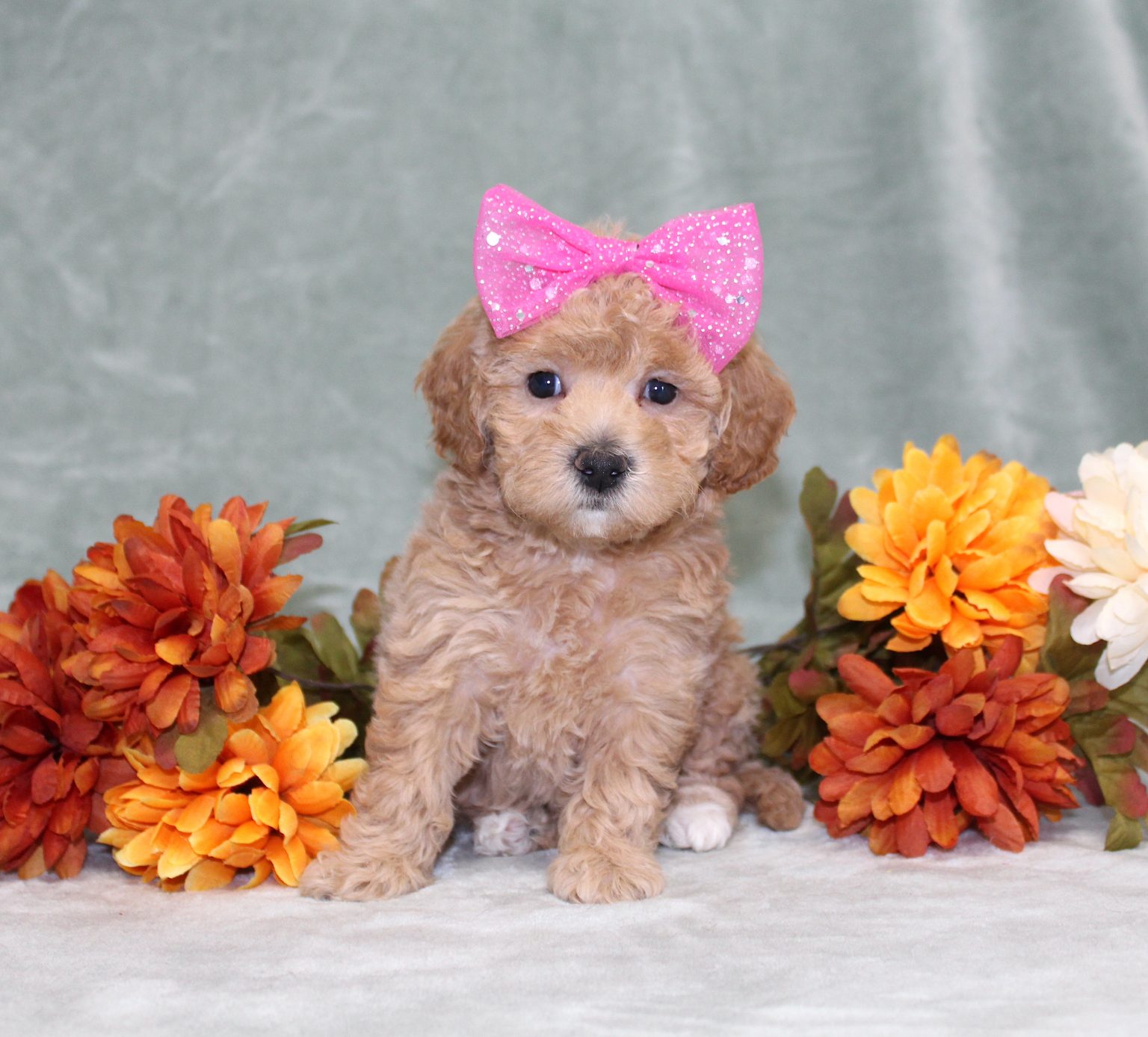 Puppies – Crow Woods Homestead