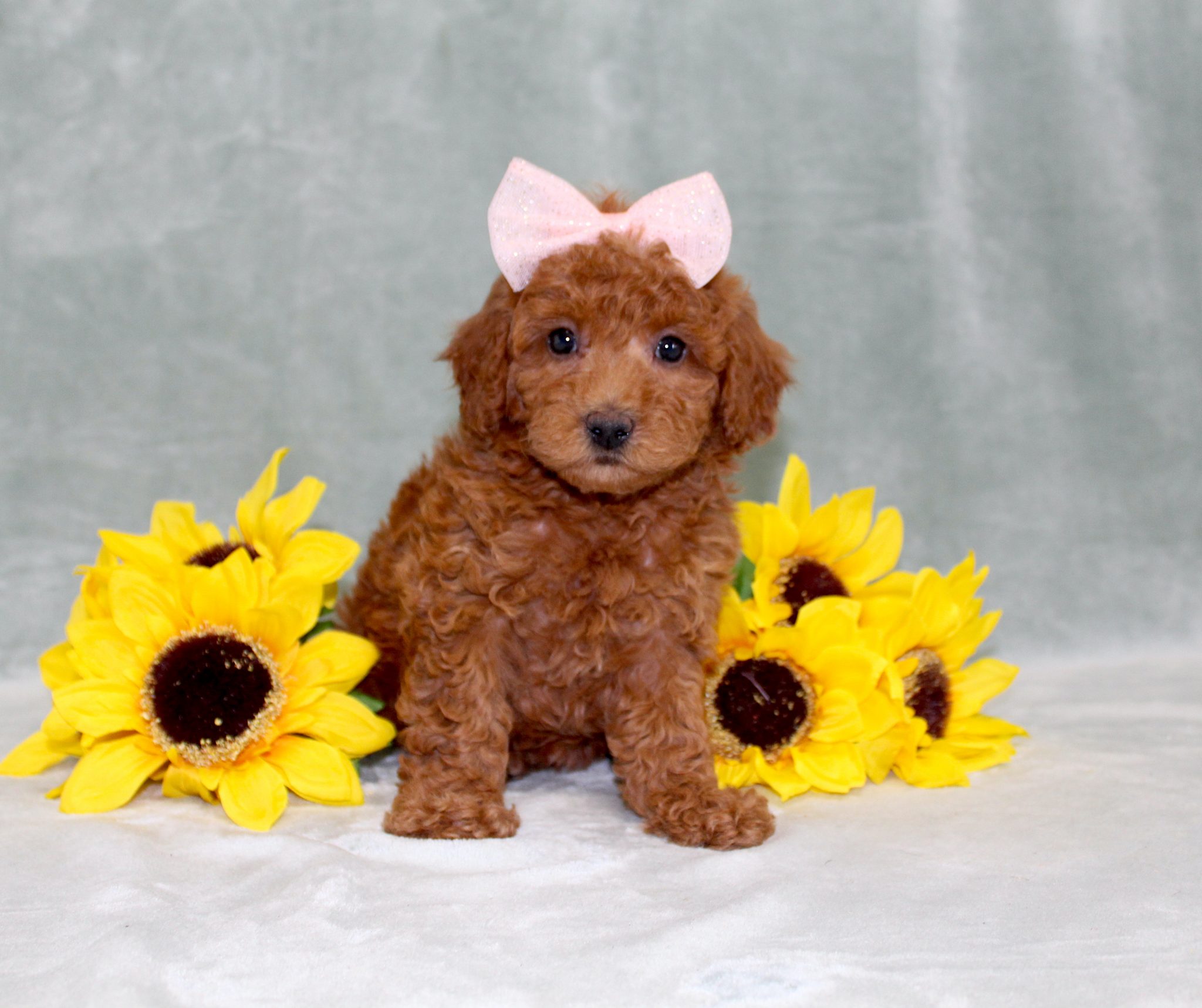 AKC Shih Tzu Puppies for Sale in PA – Crow Woods Homestead