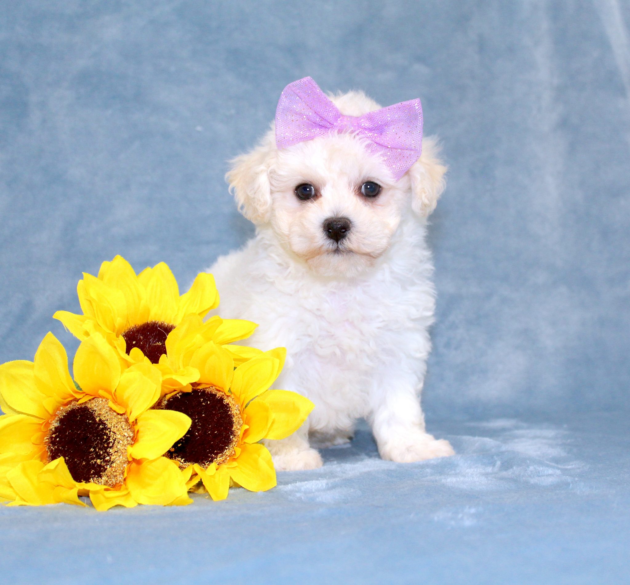 AKC Shih Tzu Puppies for Sale in PA – Crow Woods Homestead